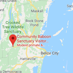 Howler Monkey Sanctuary | Belize Raindrops Adventures