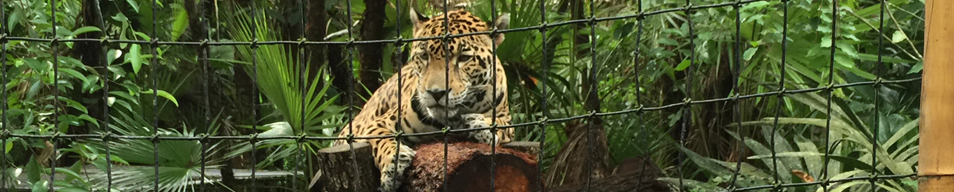 The Belize Zoo | Belize Raindrops Adventures